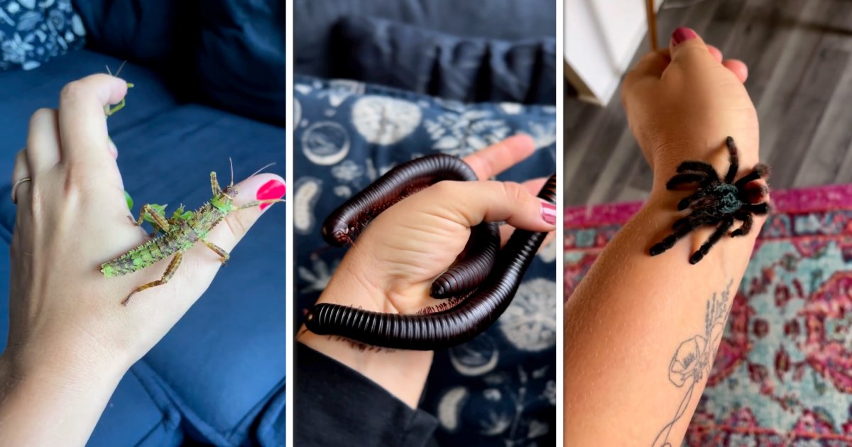 Stonoge, paukovi i bogomoljke kao kućni ljubimci - Ljubimci Telegraf