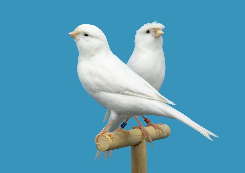 Kanarinac kućni ljubimac - Ljubimci Telegraf