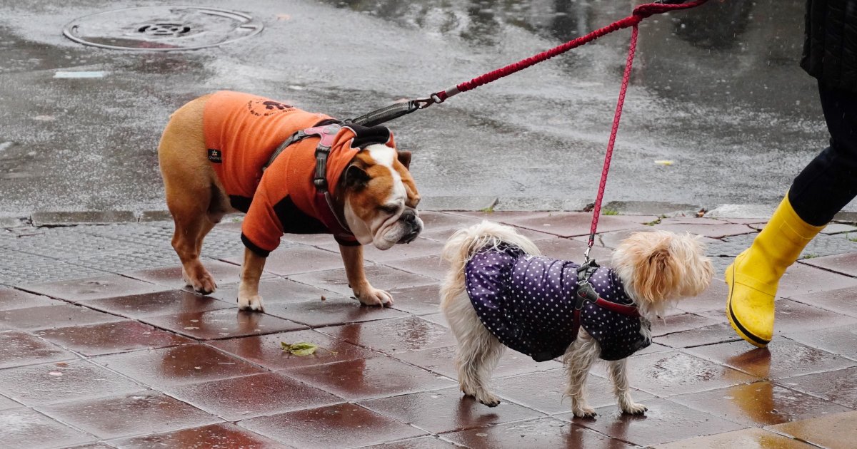 Pljusak okupao Beograd - Telegraf.rs