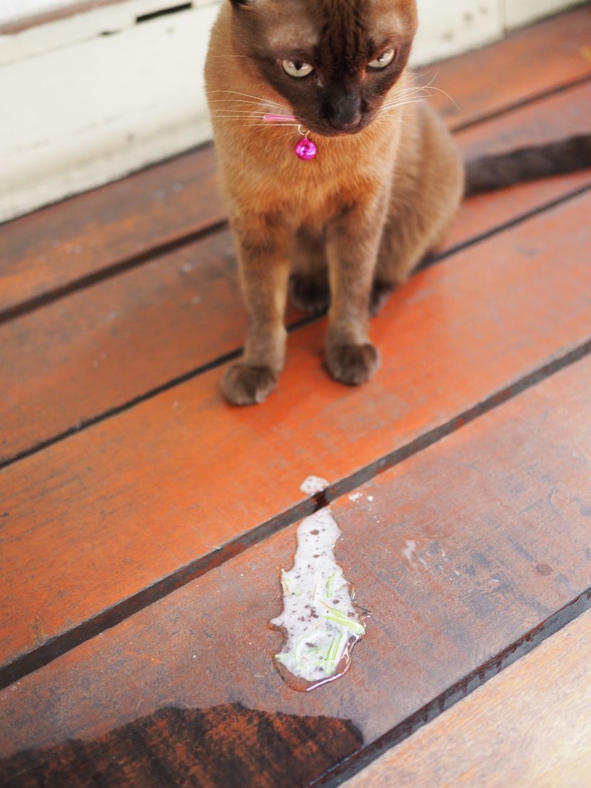 Mačka povraća vodu - Ljubimci Telegraf