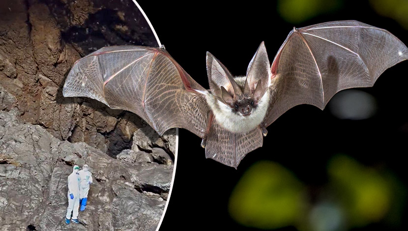 Virusolog objavio snimak iz pećine sa slepim miševima - Telegraf.rs