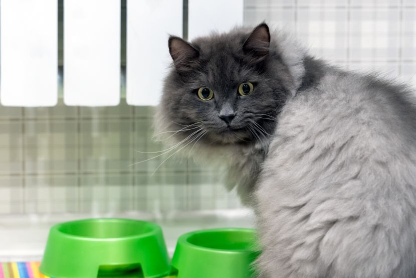 Nebelung mačka - Ljubimci Telegraf