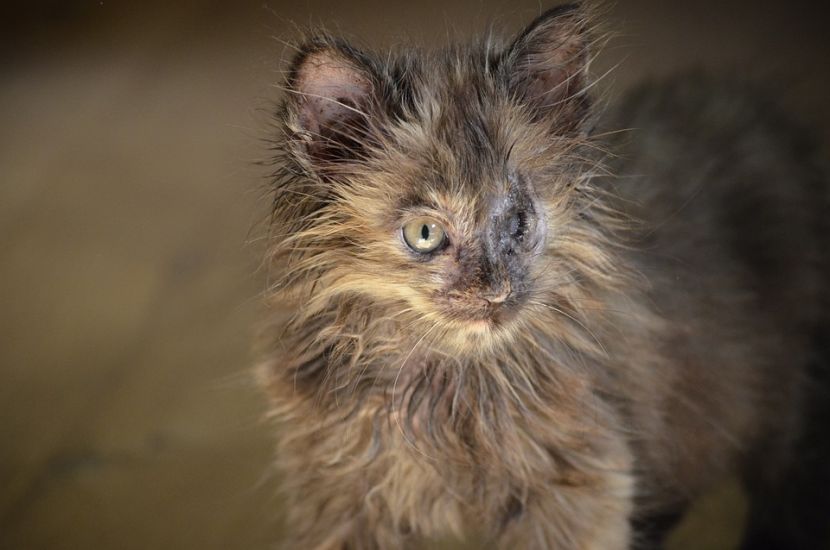 Martin i Dilan, mačak i vlasnik bez jednog oka - Ljubimci Telegraf