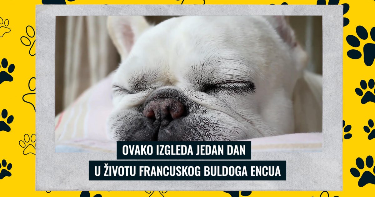 Francuski buldog živi kao kralj - Ljubimci Telegraf