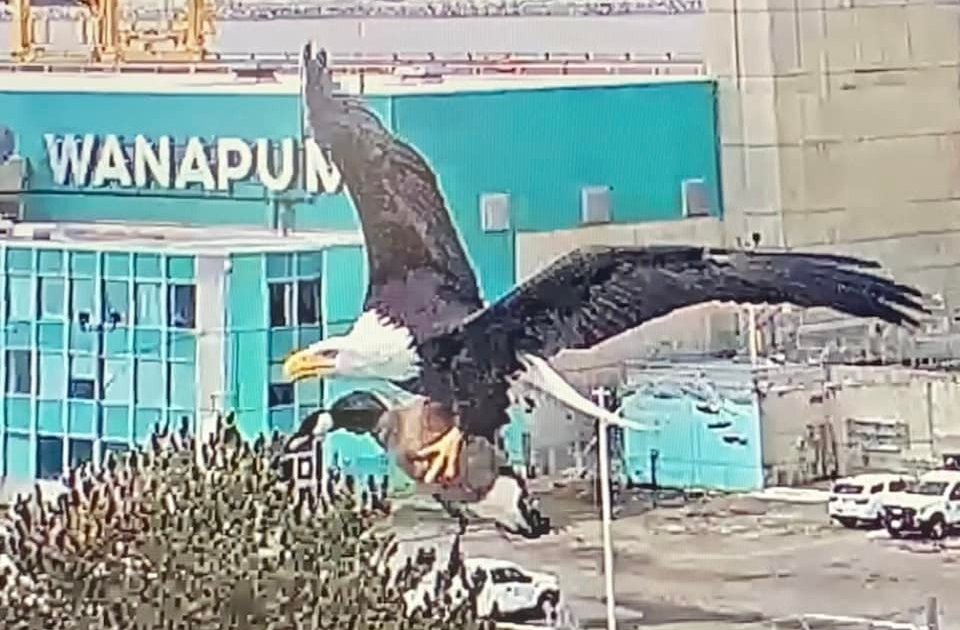 Orao leti, dok u kandžama drži patku - Telegraf.rs