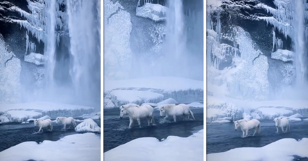 Prelepi beli konji na reci - Ona.rs