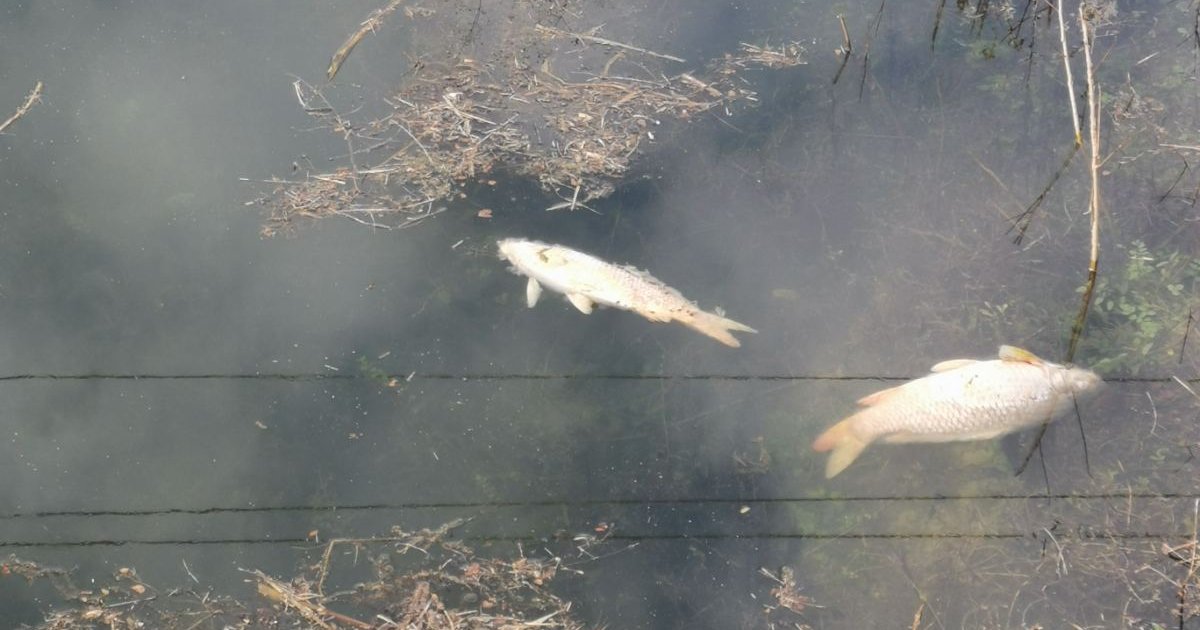 Pomor ribe kod šapca - Telegraf.rs