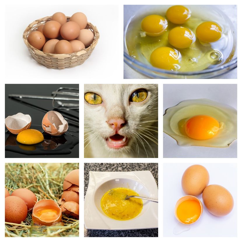 Jaja u ishrani mačke - Ljubimci Telegraf