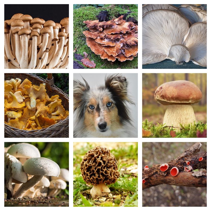 Pečurke u ishrani psa - Ljubimci Telegraf