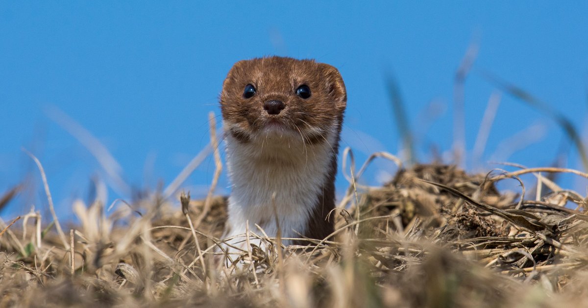 Predrag Kostin je napravio ove neverovatne fotografije životinja u ...