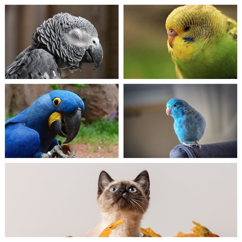 Mogu li mačka i ptica da žive zajedno - Ljubimci Telegraf