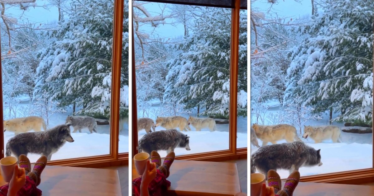 Devojka kafa pogled vukovi zima sneg - Telegraf.rs