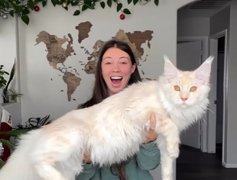 Kusa, džinovsko mejn kun mače iz Arizone - Ljubimci Telegraf