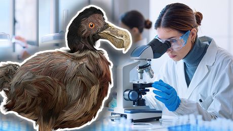 Senzacionalna vest: Naučnici će oživeti pticu dodo? - Telegraf.rs