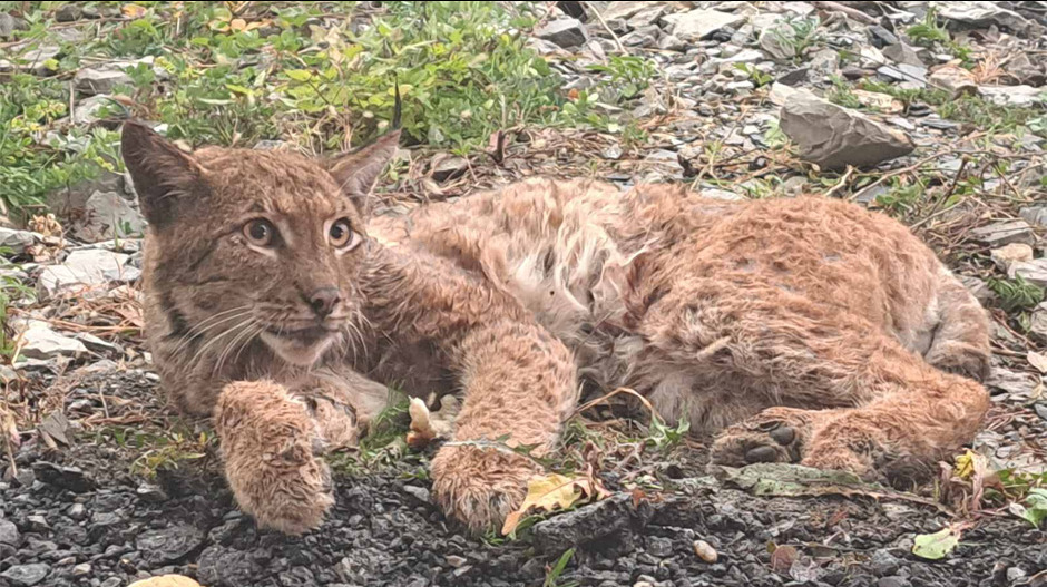 Ovako sada izgleda oporavljeni ris Rista - Telegraf.rs