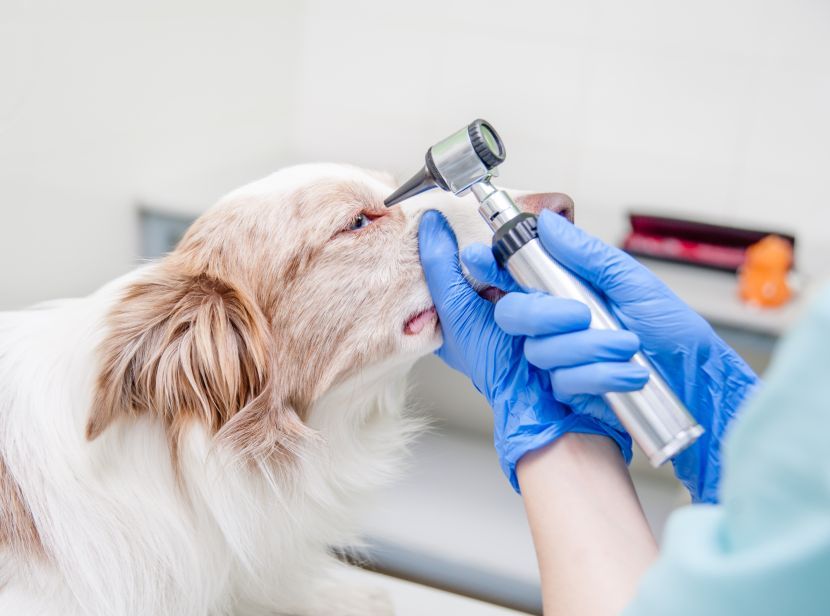 Kratkovidost kod psa - Ljubimci Telegraf