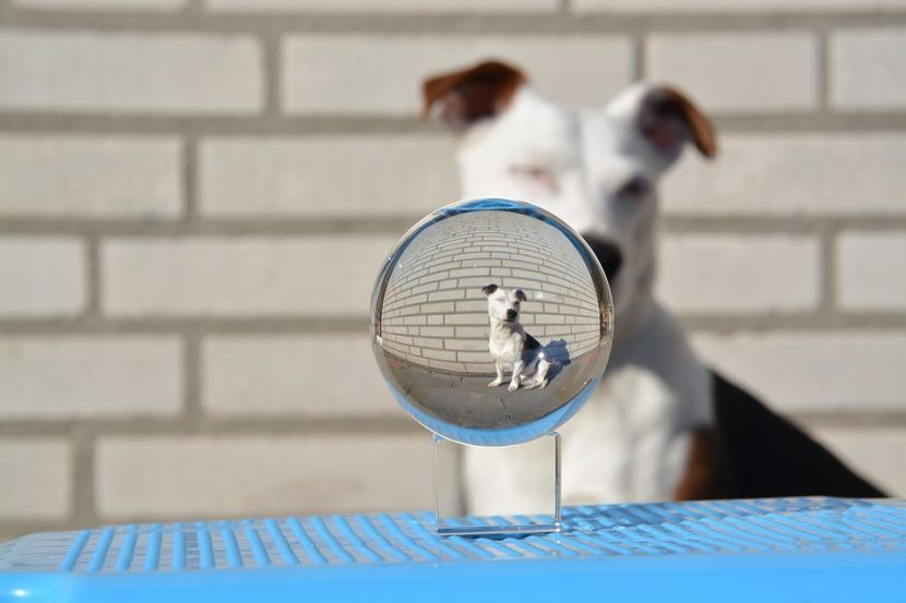 Kratkovidost kod psa - Ljubimci Telegraf