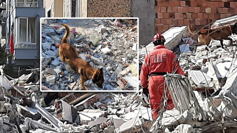 Pas Zigi nanjušio živu osobu pod ruševinama u Turskoj - Telegraf.rs