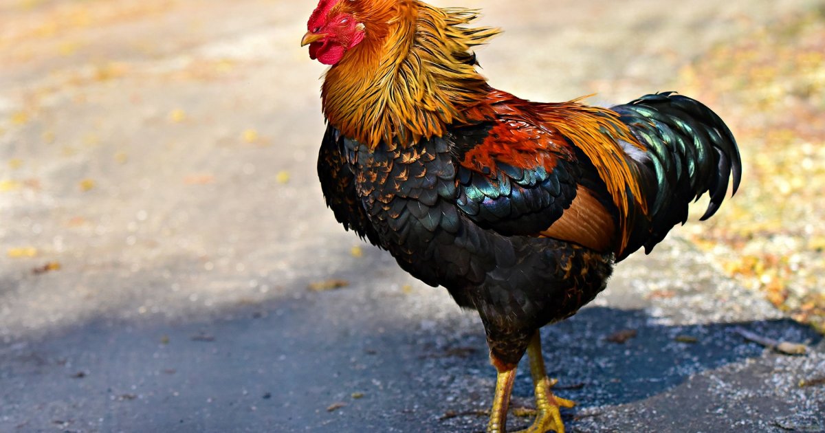 Petao ubio čoveka - Telegraf.rs