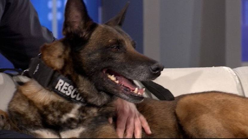 Pas Zigi četvoronogi je heroj spasitelj iz Turske: Radosno se vratio u ...
