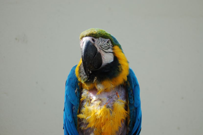 Ptica u kavezu i čupanje perja - Ljubimci Telegraf