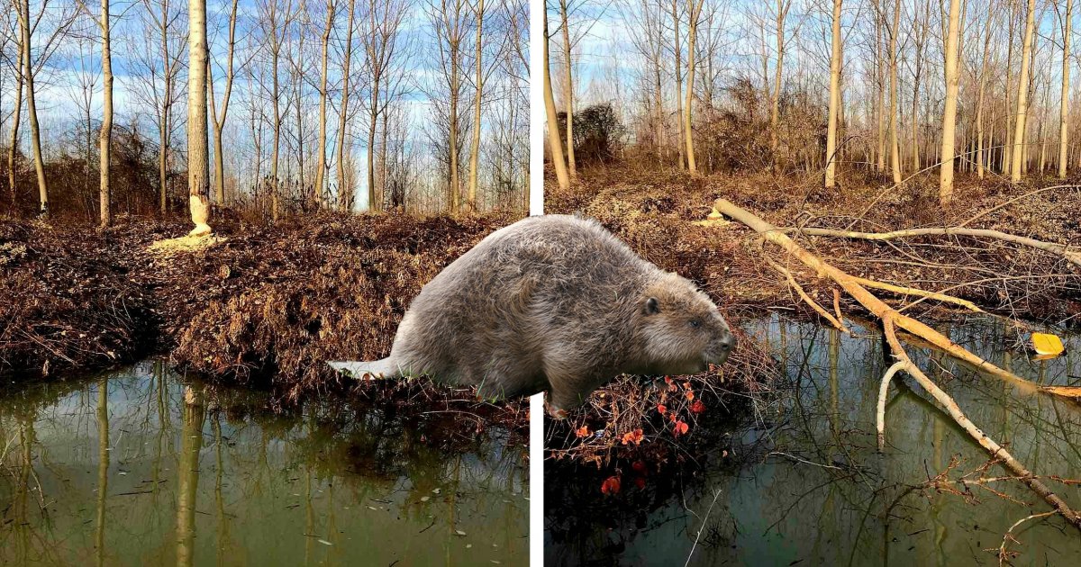 Dabar se vratio u Srbiju posle 100 godina! Mogu da uruše puteve i ...