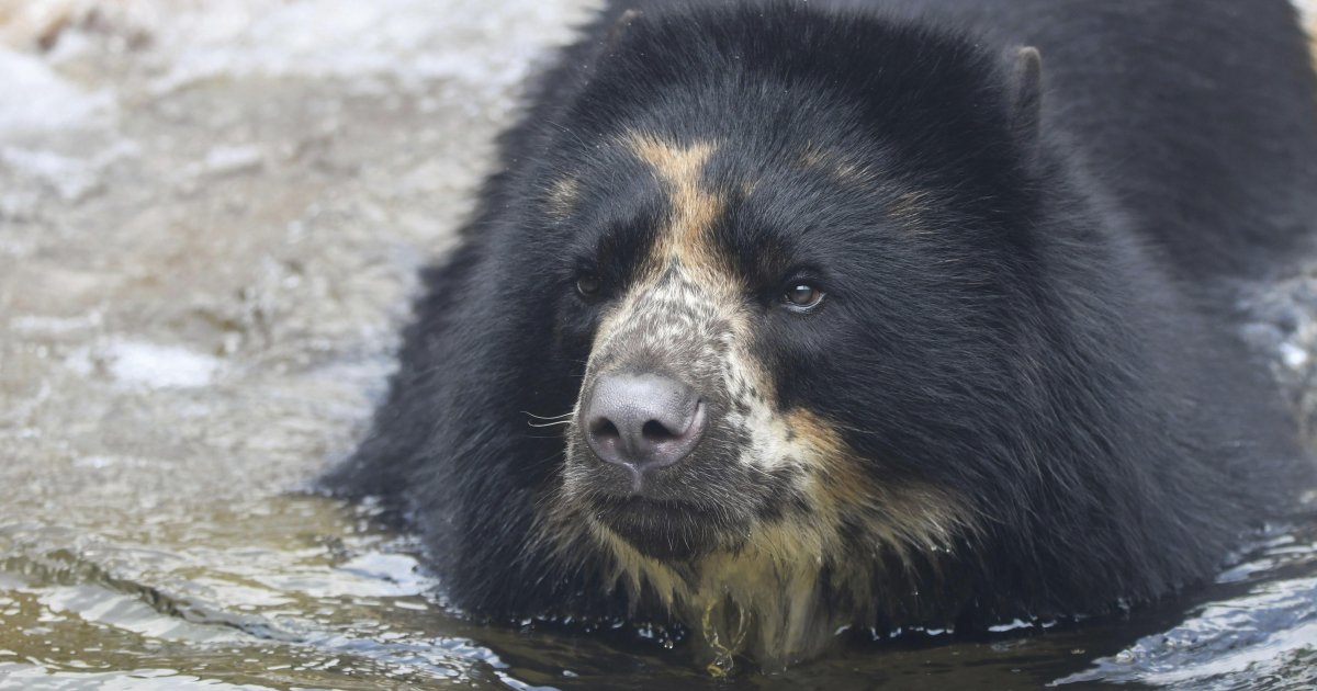 "Mlad i sklon avanturama": Medved Ben dvaput uspeo da pobegne iz ...