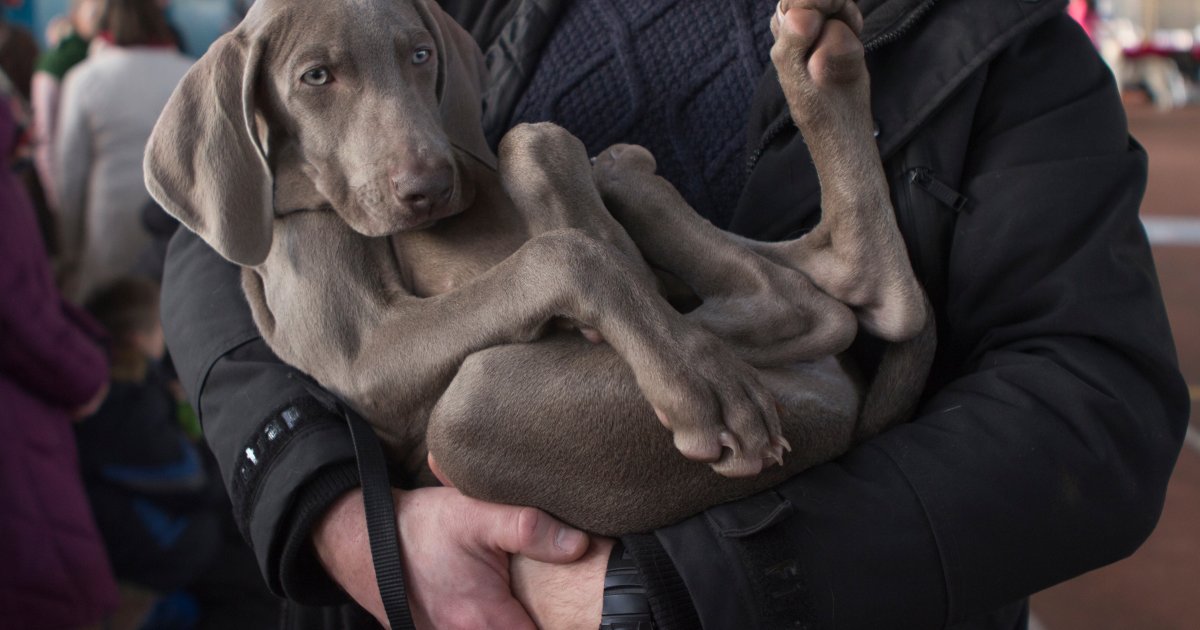 Rase pasa sa plavom dlakom - Ljubimci Telegraf
