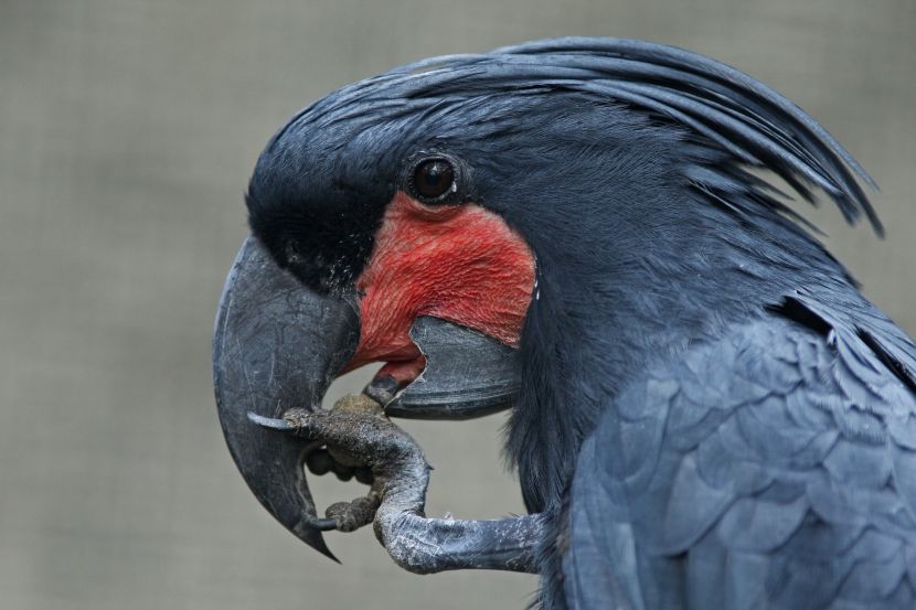 Crni kakadu papagaj - Ljubimci Telegraf