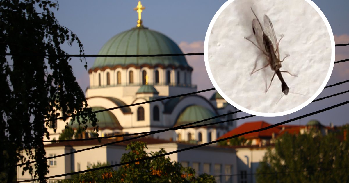 Neobična buba vrataš snimljena na Vračaru - Telegraf.rs