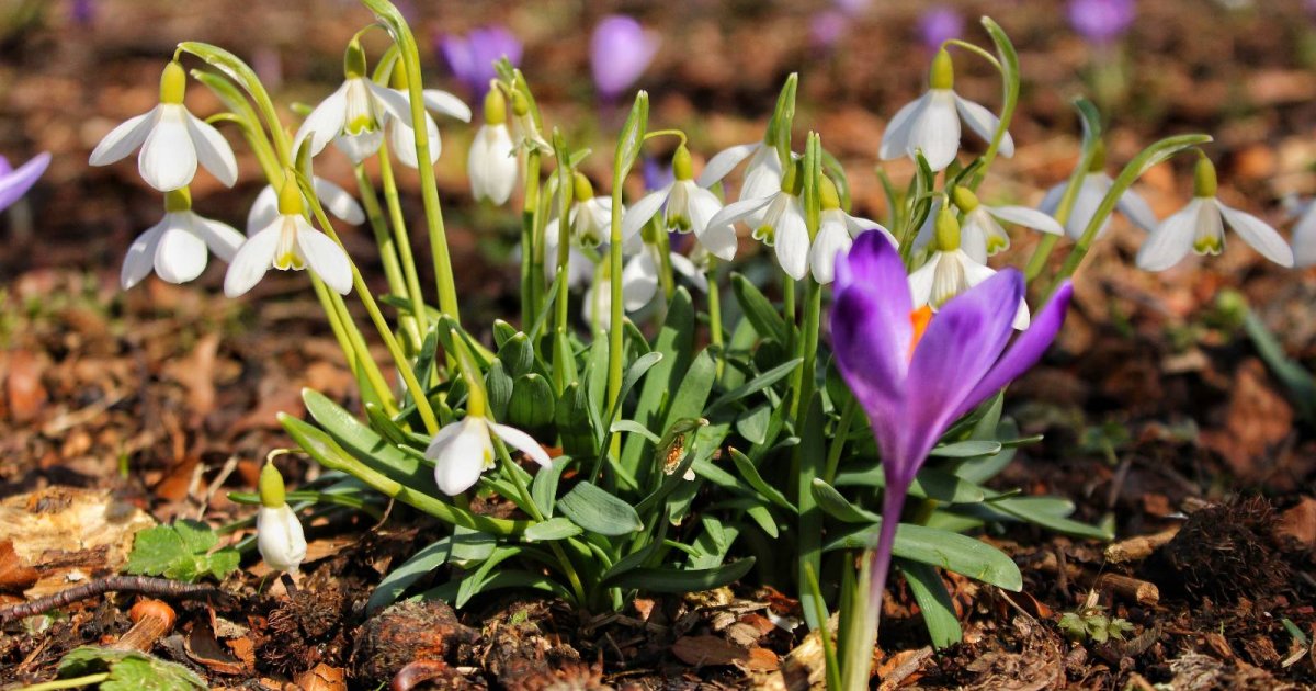 Saffron flowering in Match heralds spring - Telegraf.rs