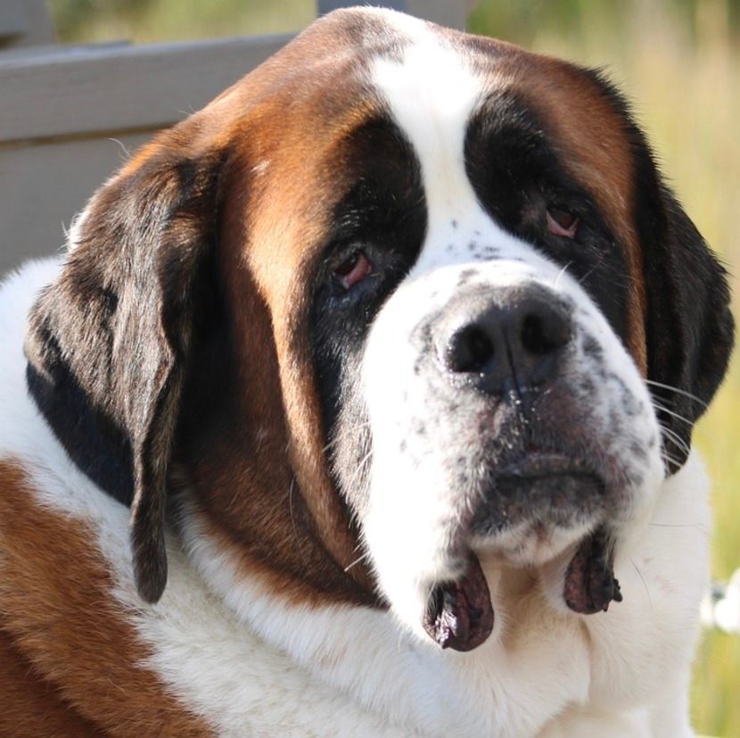 Rase pasa koje najviše balave - Ljubimci Telegraf