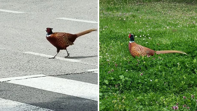 Fazan prelazi pešački na Banjici - Telegraf.rs