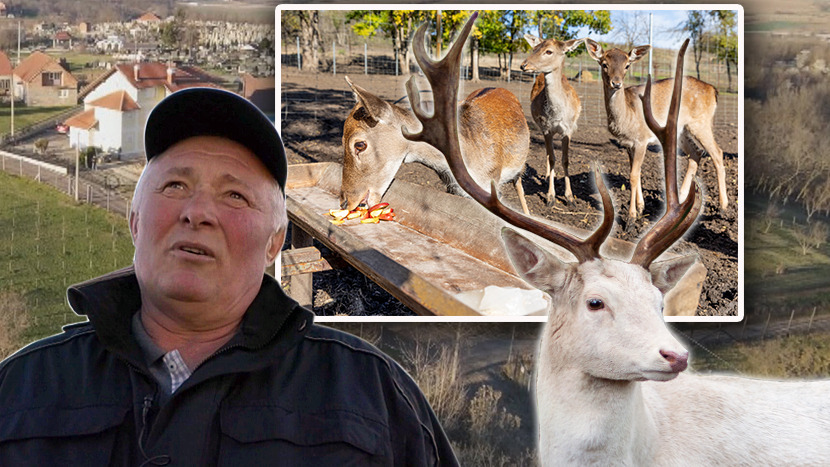 Dušan Kostić iz sela Brzan ima jedinstvenu farmu na Balkanu - Telegraf.rs