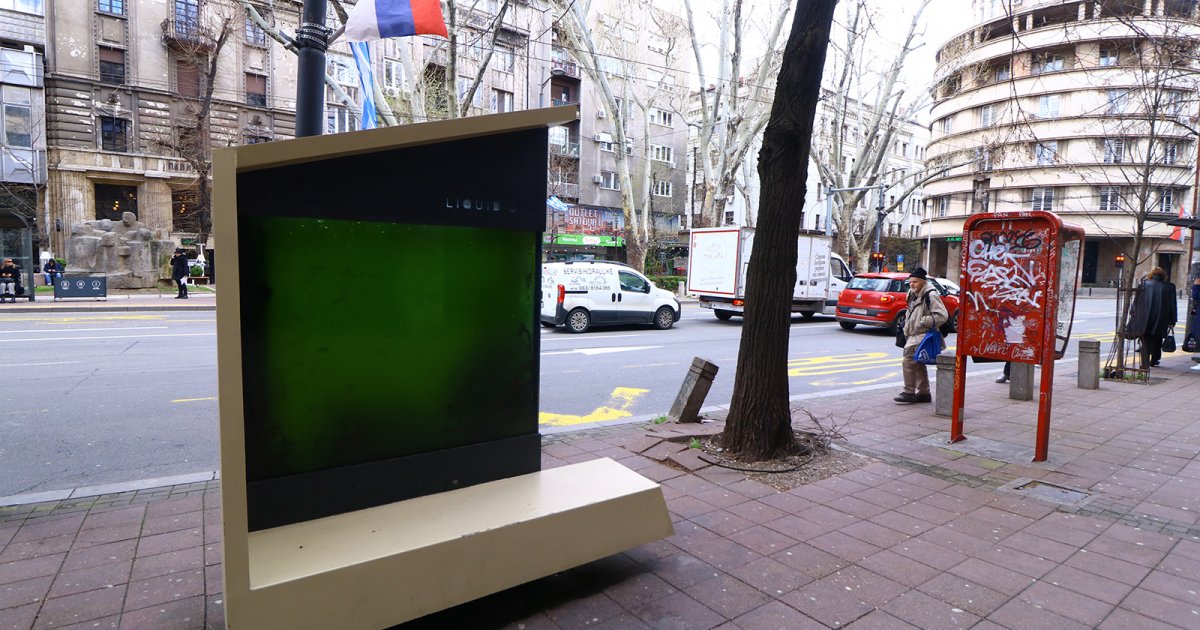 Tečno drvo ispred zgrade opštine Stari grad - Telegraf.rs