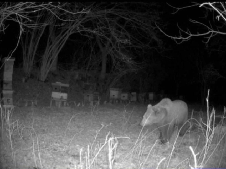 Mrki medved snimljen kod Babušnice kako se sladi medom - Telegraf.rs