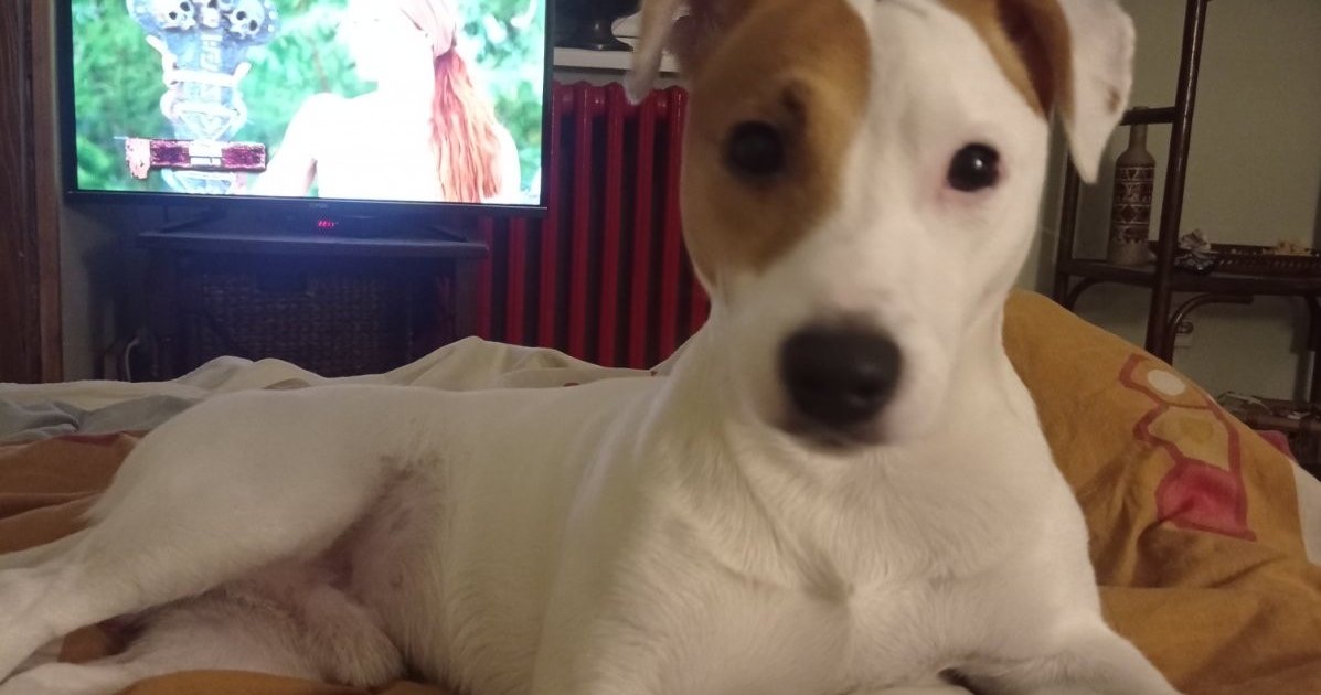 Nestao pas u Beogradu: Bio na šišanju - Ljubimci Telegraf