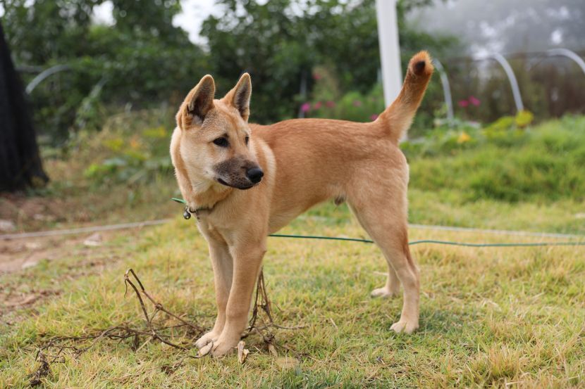 Jindo korejska rasa pasa - Ljubimci Telegraf