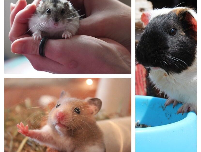 Leming hrčak morsko prase izbor ljubimca - Ljubimci Telegraf