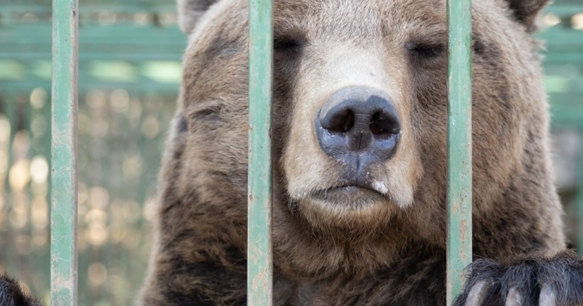 Pogrešnom medvedu preti smrt zbog ubistva džogera, tvrde aktivisti ...