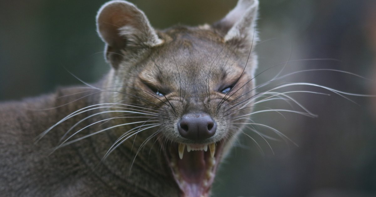 Životinja fosa - Telegraf.rs