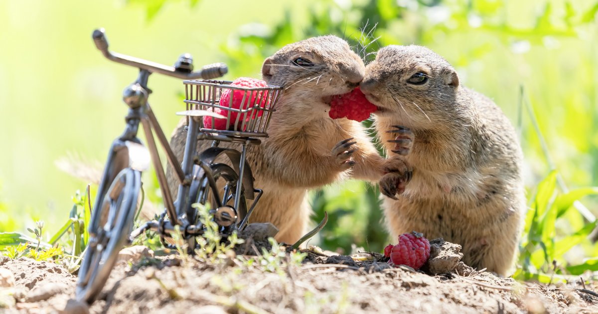 Fotografije veverica - Telegraf.rs