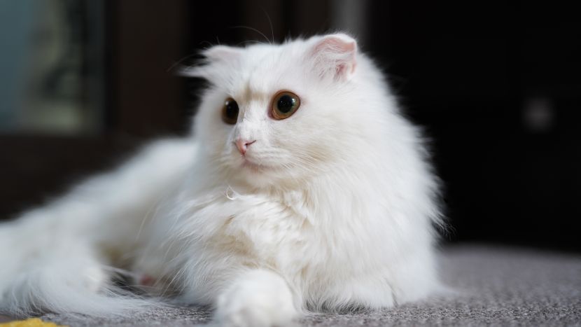 Menuet rasa mačaka - Ljubimci Telegraf