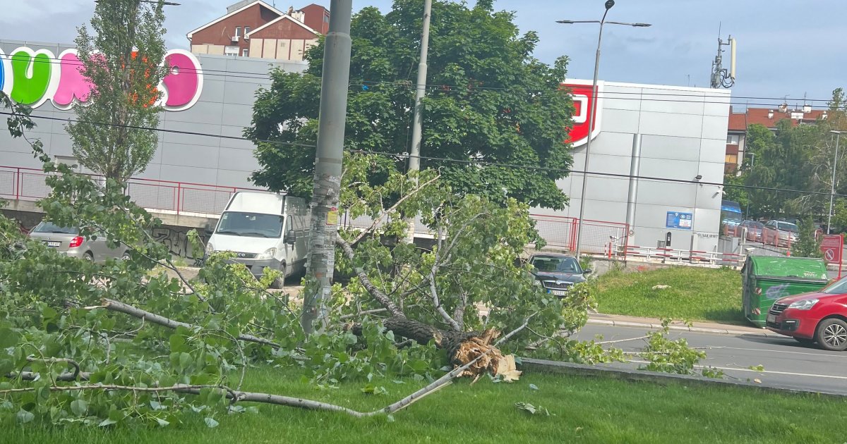 Gale-force kosava gusts are knocking out trees in Belgrade - Telegraf.rs