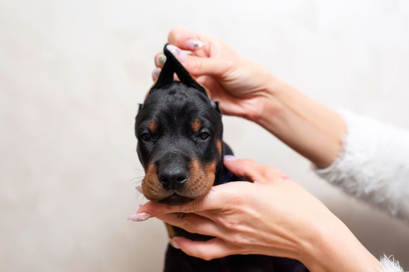 Pas ispravljanje ušiju - Ljubimci Telegraf