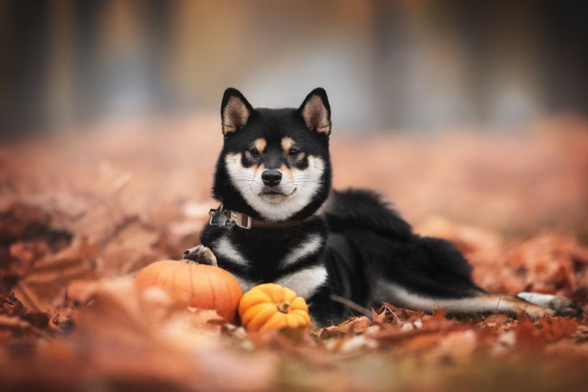 Pet najpoznatijih japanskih rasa pasa - Ljubimci Telegraf