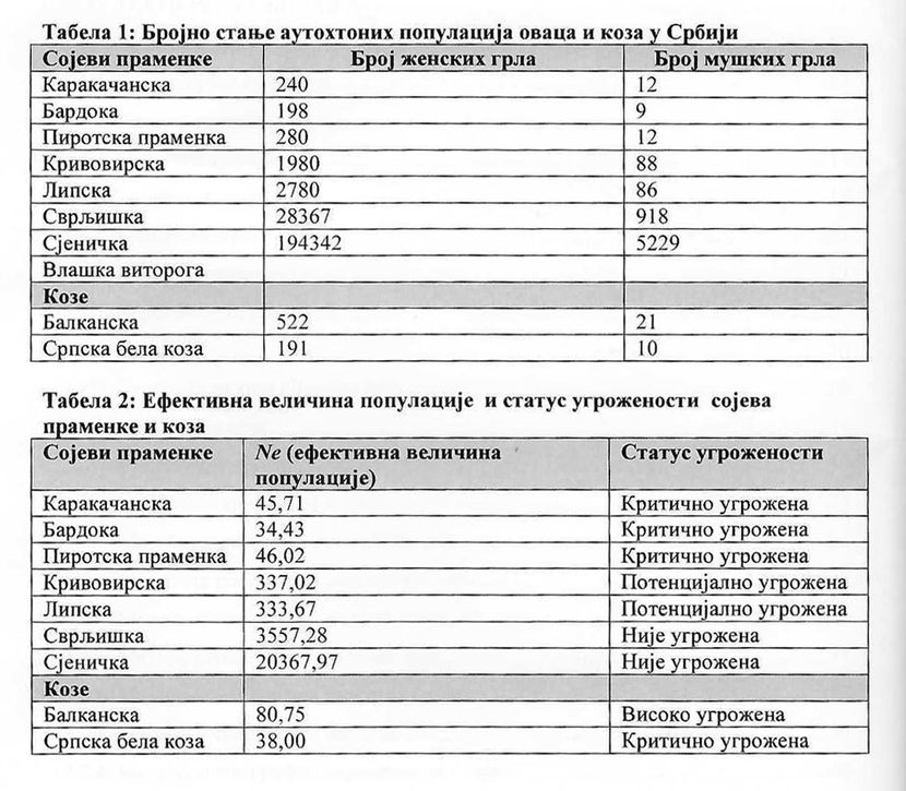 Autohtone sorte koza i ovaca - Telegraf Biznis