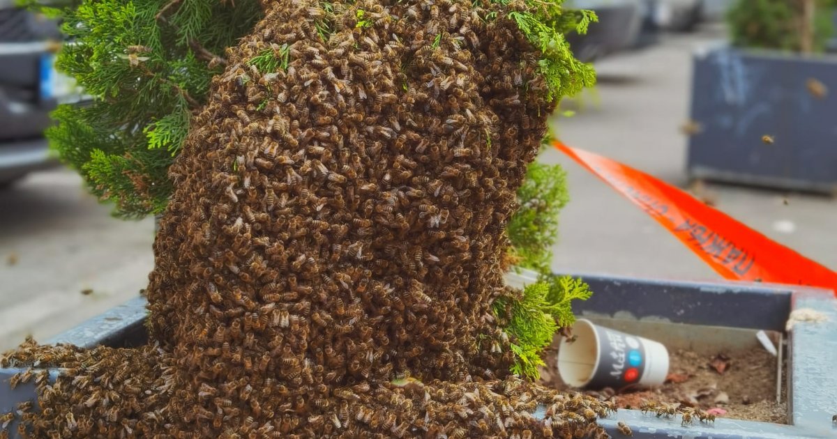 Roj pčela na Kalenić pijaci - Telegraf.rs