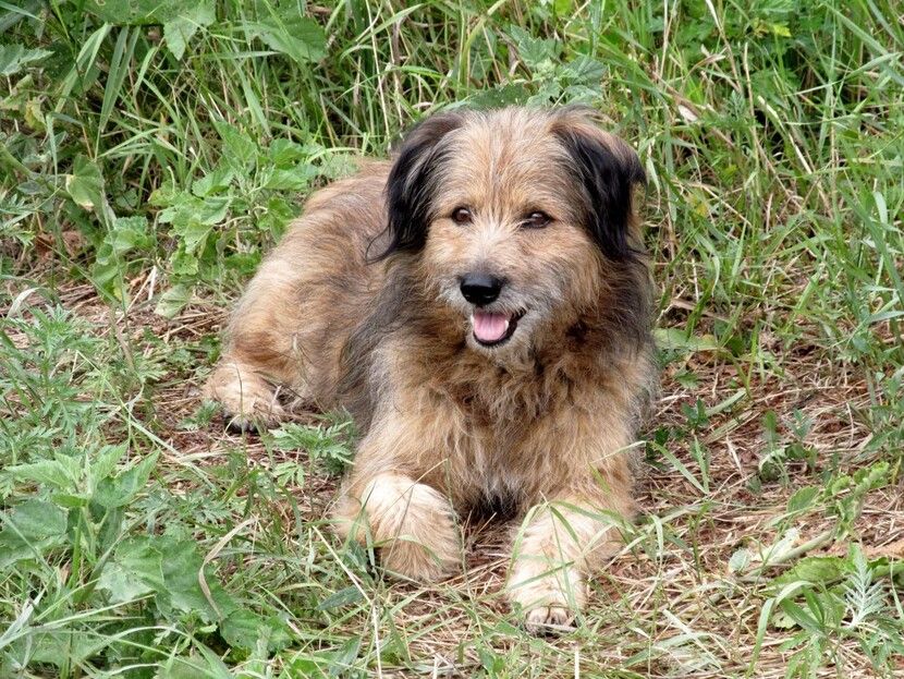 Mešanci nastanak izgled temperament zdravlje - Ljubimci Telegraf