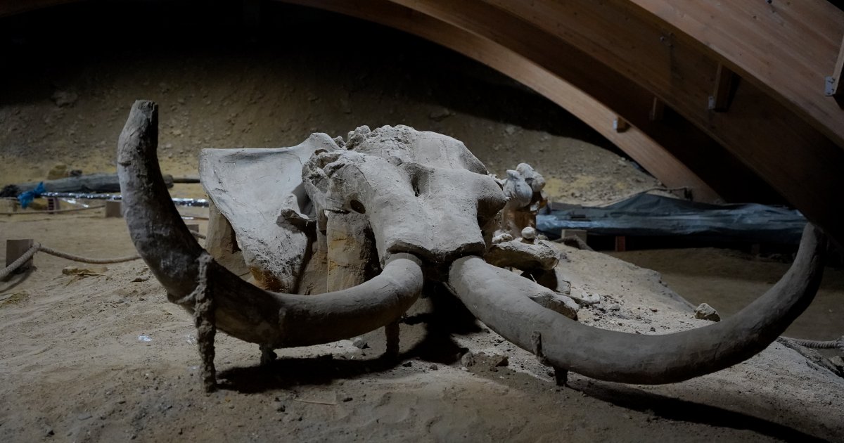 skelet mamuta u srbiji, veliki kao slon - Telegraf.rs